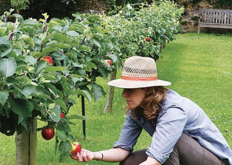 Comprendre l’alternance chez les fruitiers – mon-potager-gourmand